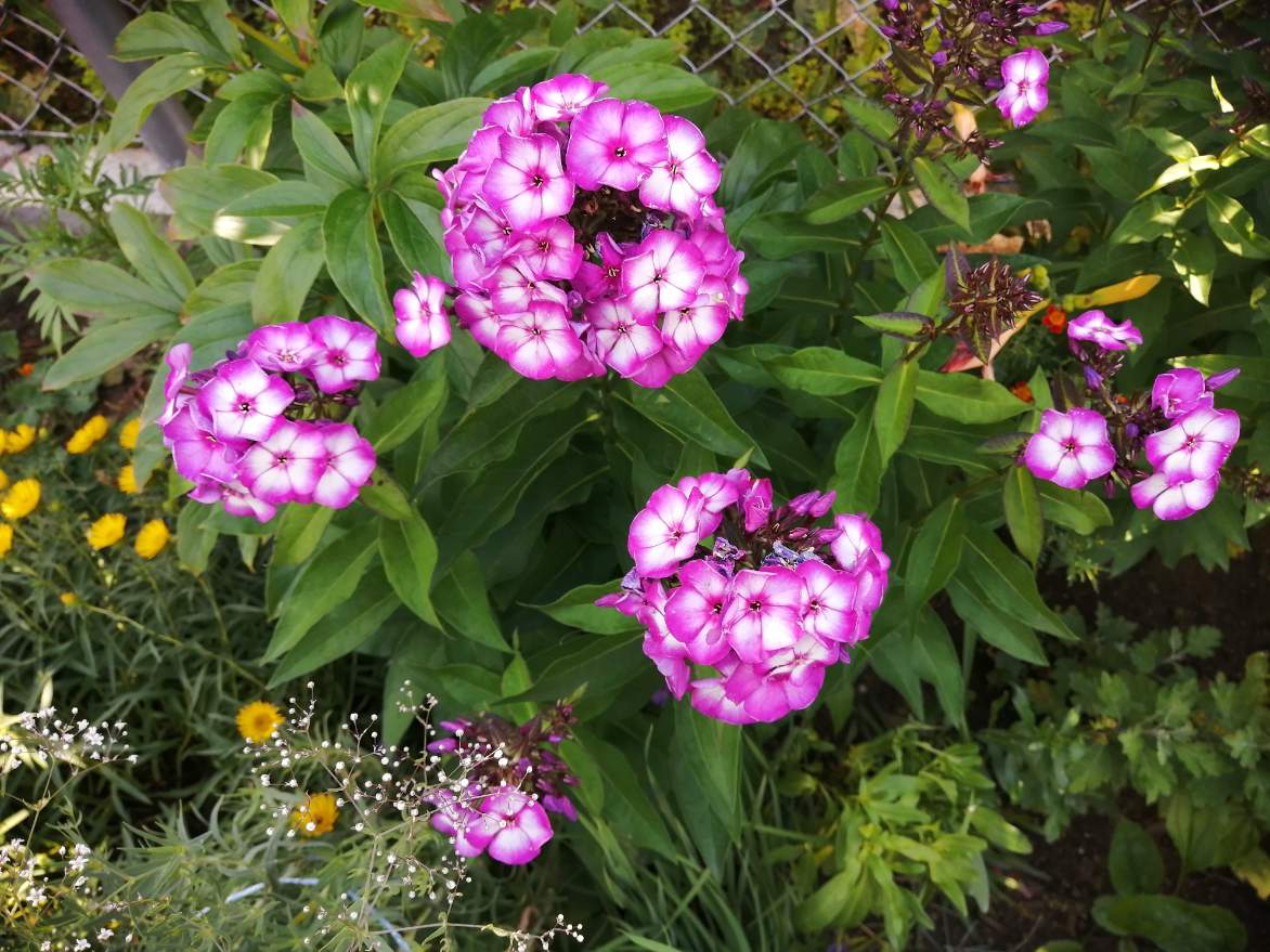 Solve Floxy jigsaw puzzle online with 20 pieces