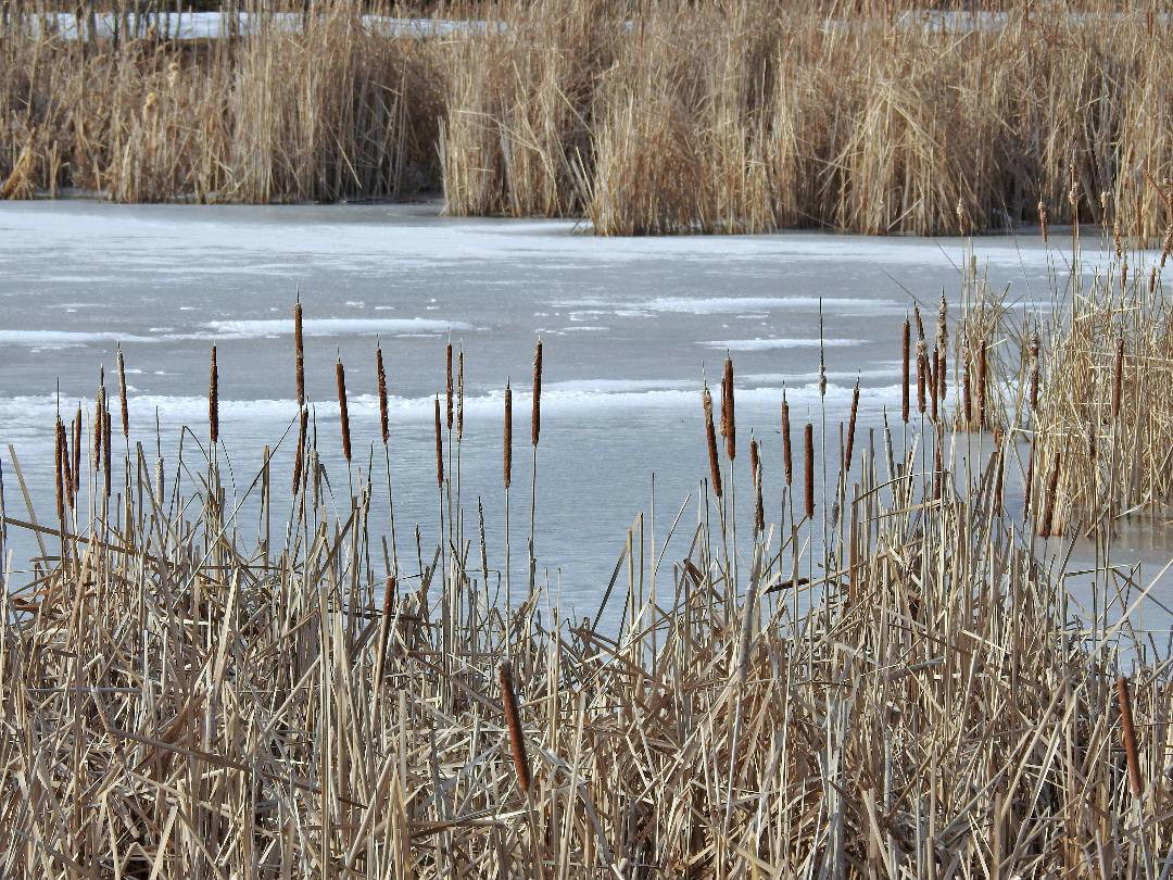 Solve at the wetlands jigsaw puzzle online with 63 pieces