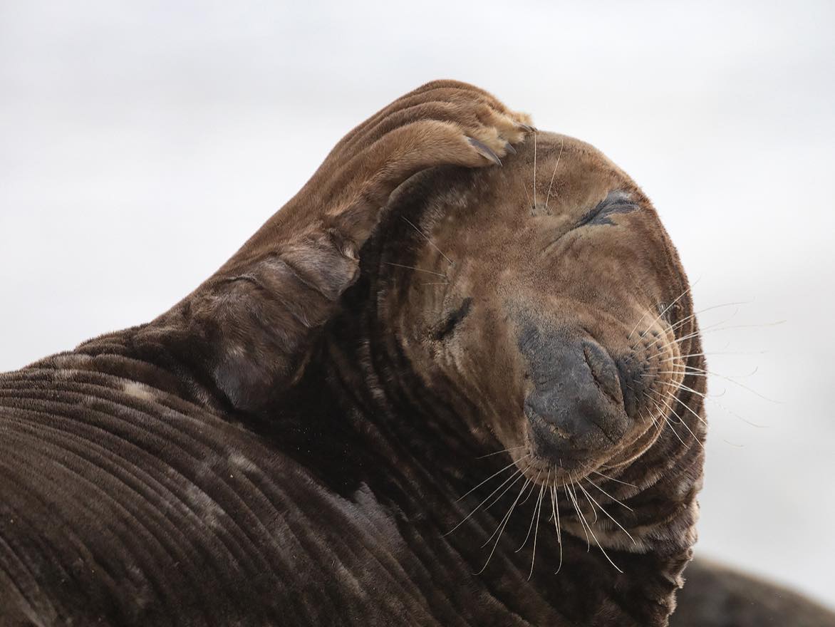 Solve Grey seal jigsaw puzzle online with 20 pieces