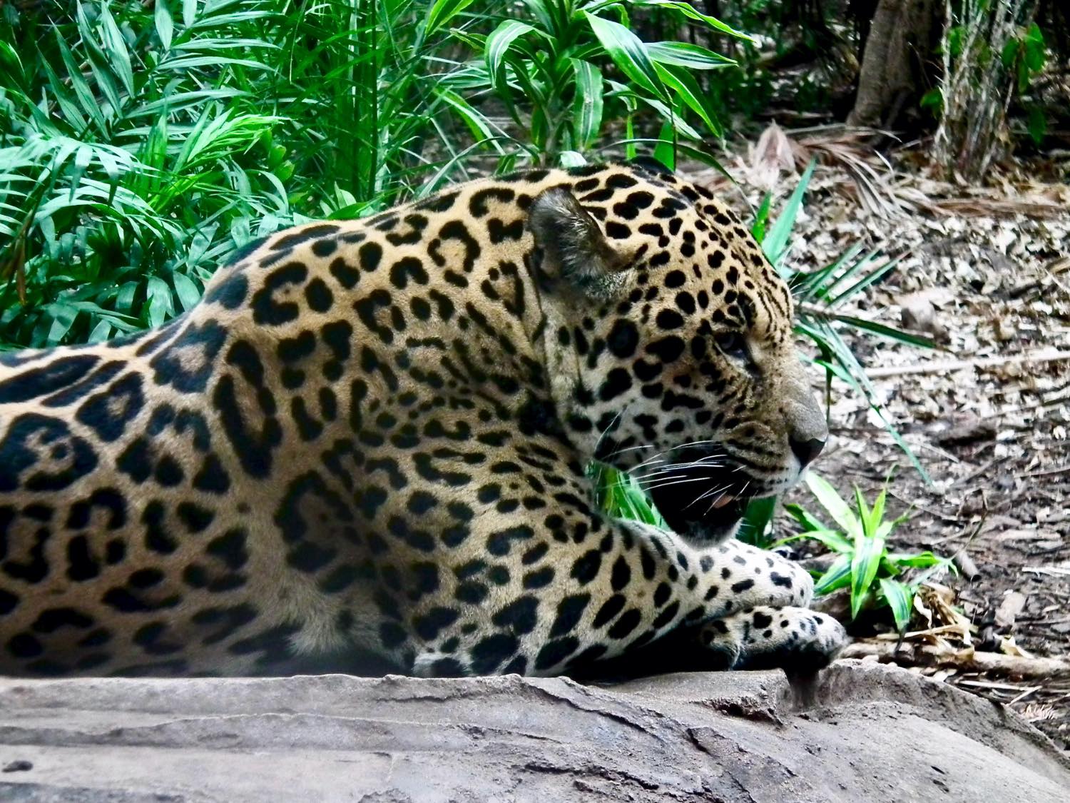 Solve Jaguar jigsaw puzzle online with 99 pieces