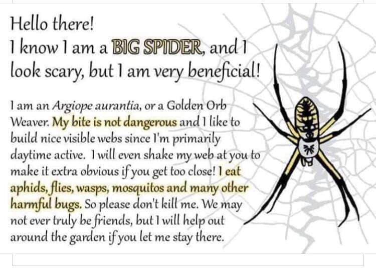 Solve Helpful Garden Spiders jigsaw puzzle online with 35 pieces
