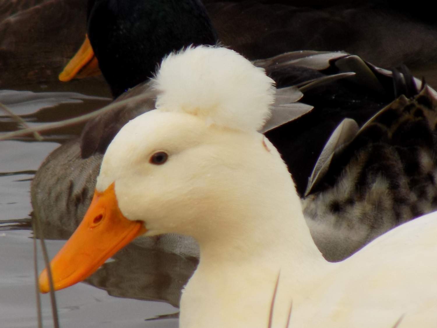 Solve quack! jigsaw puzzle online with 88 pieces