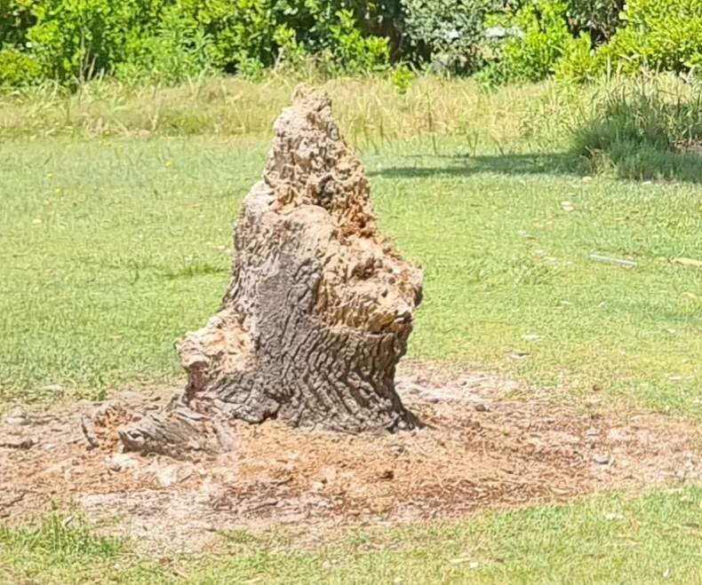 Solve Tree Stump jigsaw puzzle online with 12 pieces