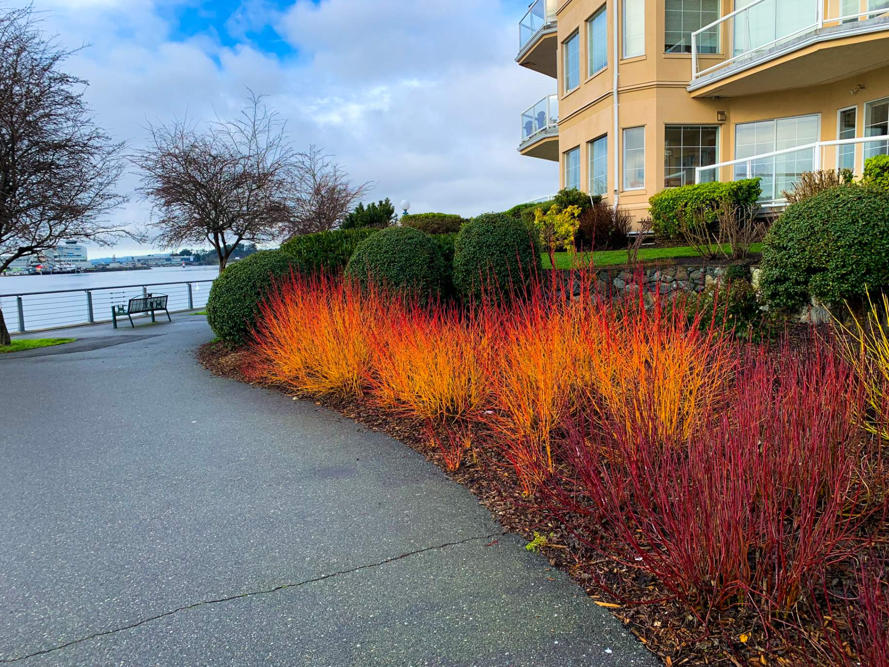 Solve An early sign of spring: colorful dogwood bushes on January 16 ...