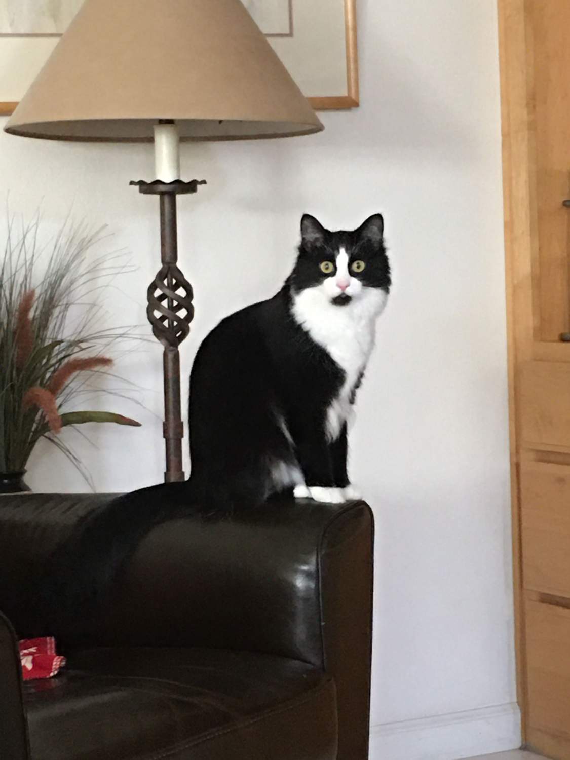 Solve Izzy watching you jigsaw puzzle online with 165 pieces