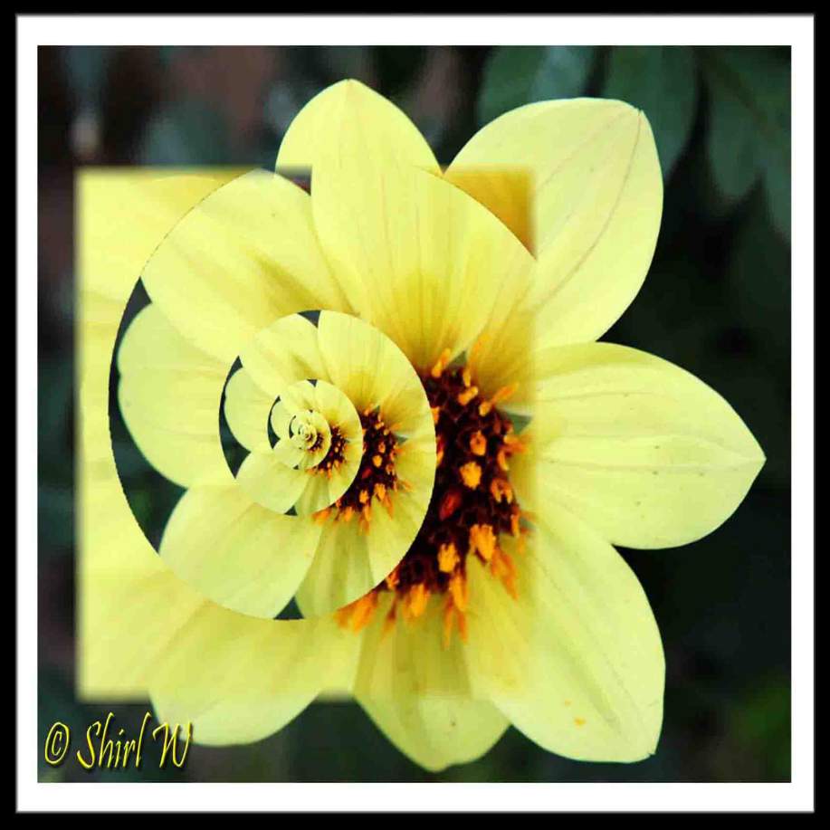 Solve Droste Filter -- Used on a flower -- Created some years back ...