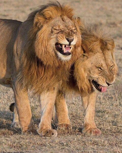 Solve funny joke? jigsaw puzzle online with 80 pieces