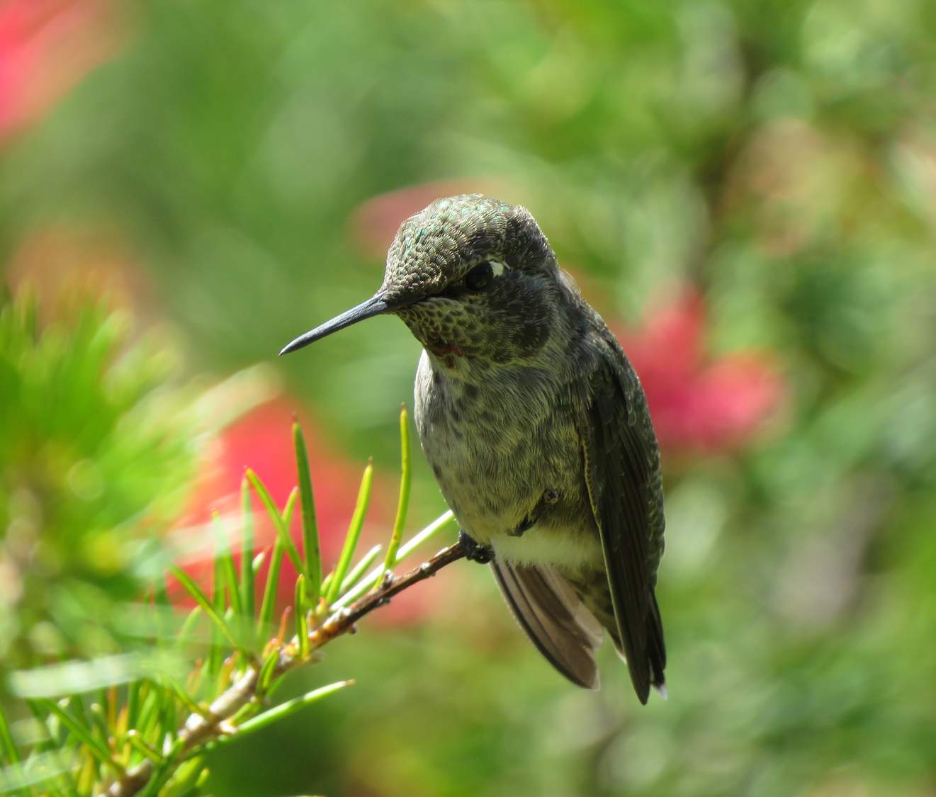 Solve Intense little hummer jigsaw puzzle online with 42 pieces