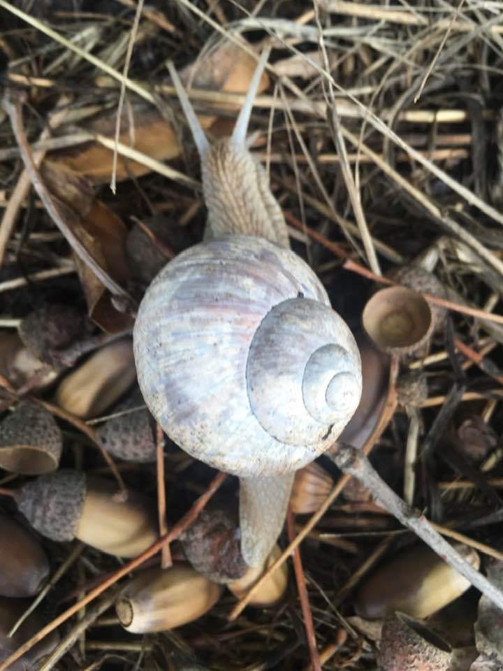 Solve Snail jigsaw puzzle online with 63 pieces