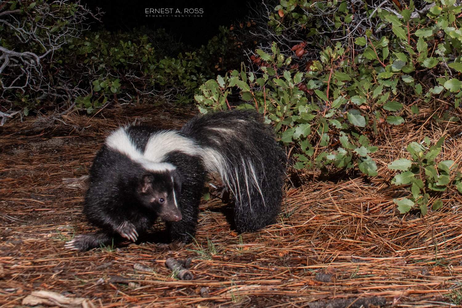 Solve Striped skunk jigsaw puzzle online with 96 pieces