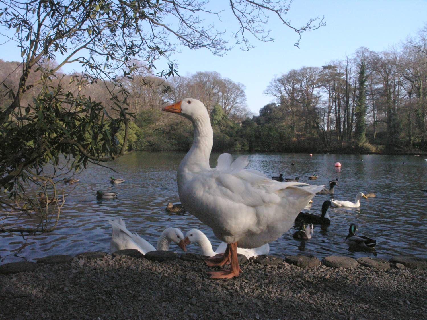 Solve The Proud Goose jigsaw puzzle online with 63 pieces