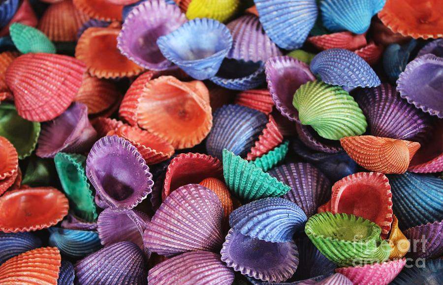 Solve Sea shells by the colorful sea shore jigsaw puzzle online with ...