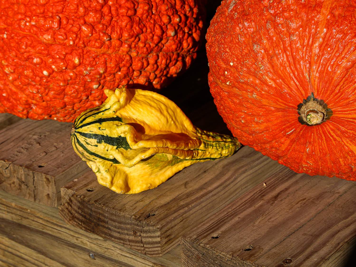 Solve COLORFUL SQUASH jigsaw puzzle online with 88 pieces