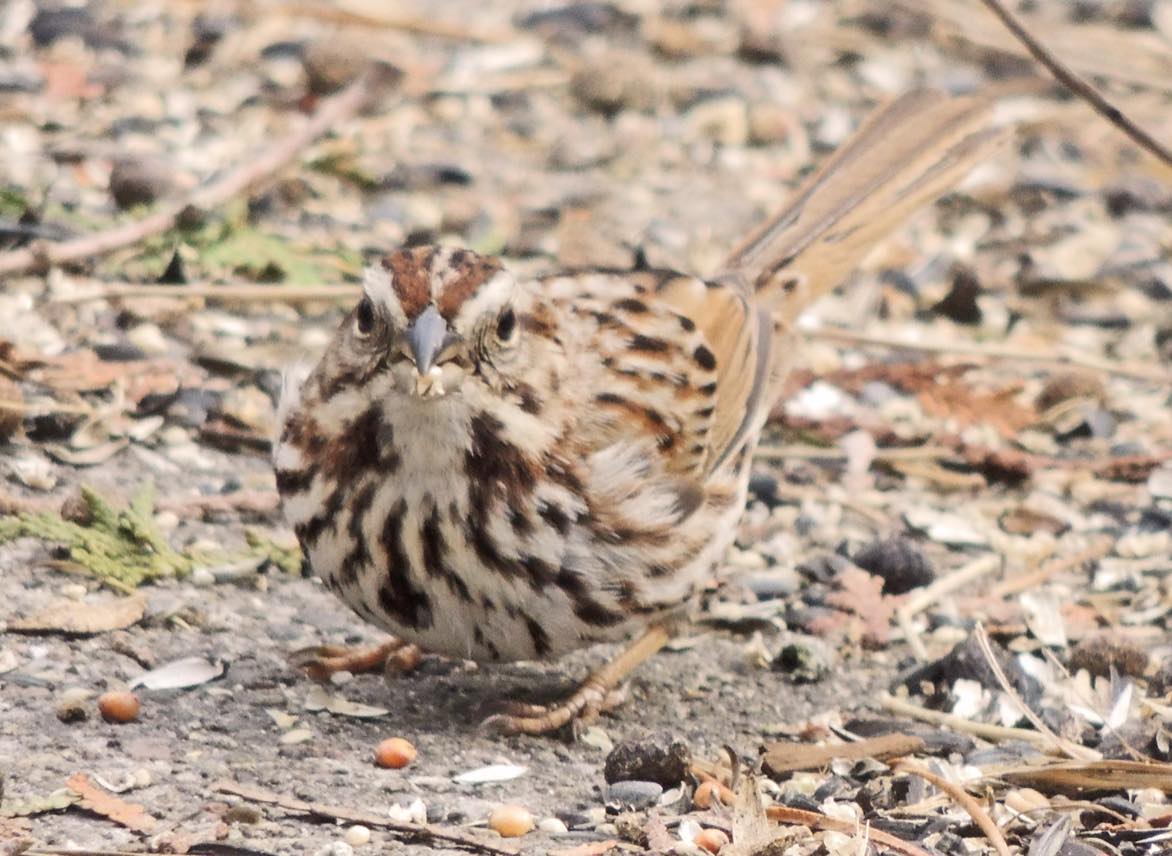 Solve Song Sparrow jigsaw puzzle online with 20 pieces