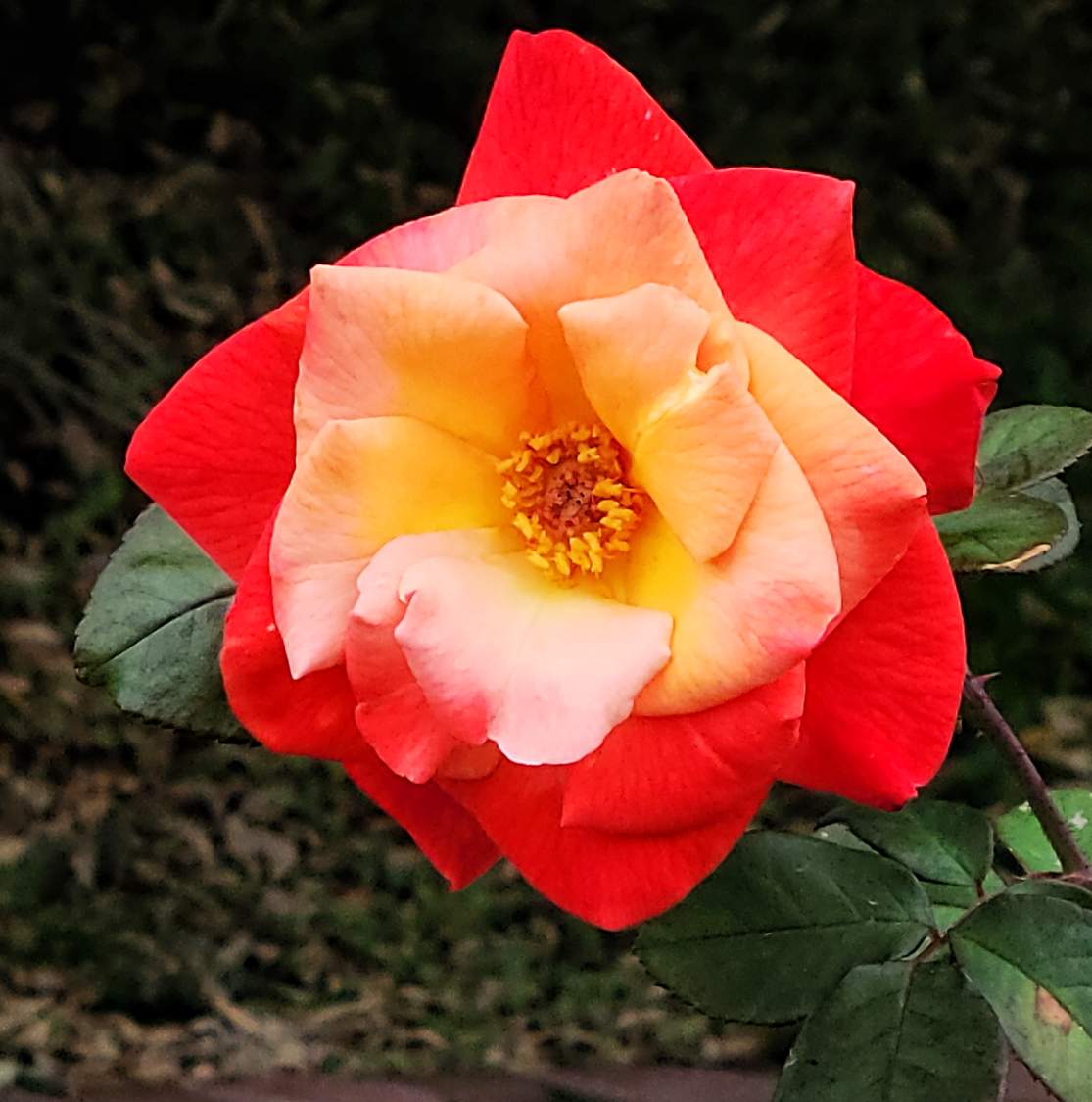 Solve Multi-colored Rose Blossom jigsaw puzzle online with 81 pieces