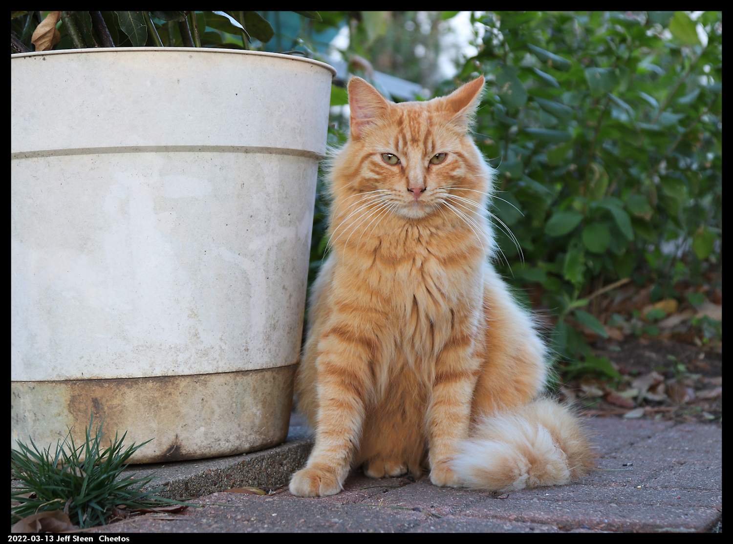 Solve Cheetos the proud kitty jigsaw puzzle online with 48 pieces