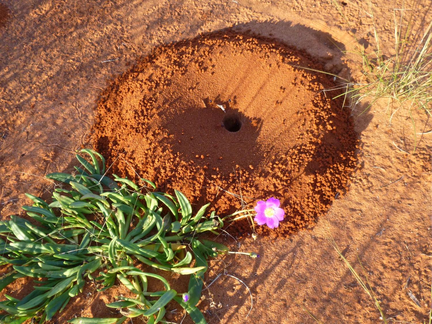 Solve Ant burrow jigsaw puzzle online with 80 pieces