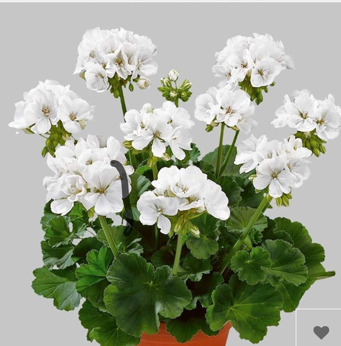 Solve Biely muskat - White Geraniums. jigsaw puzzle online with 49 pieces