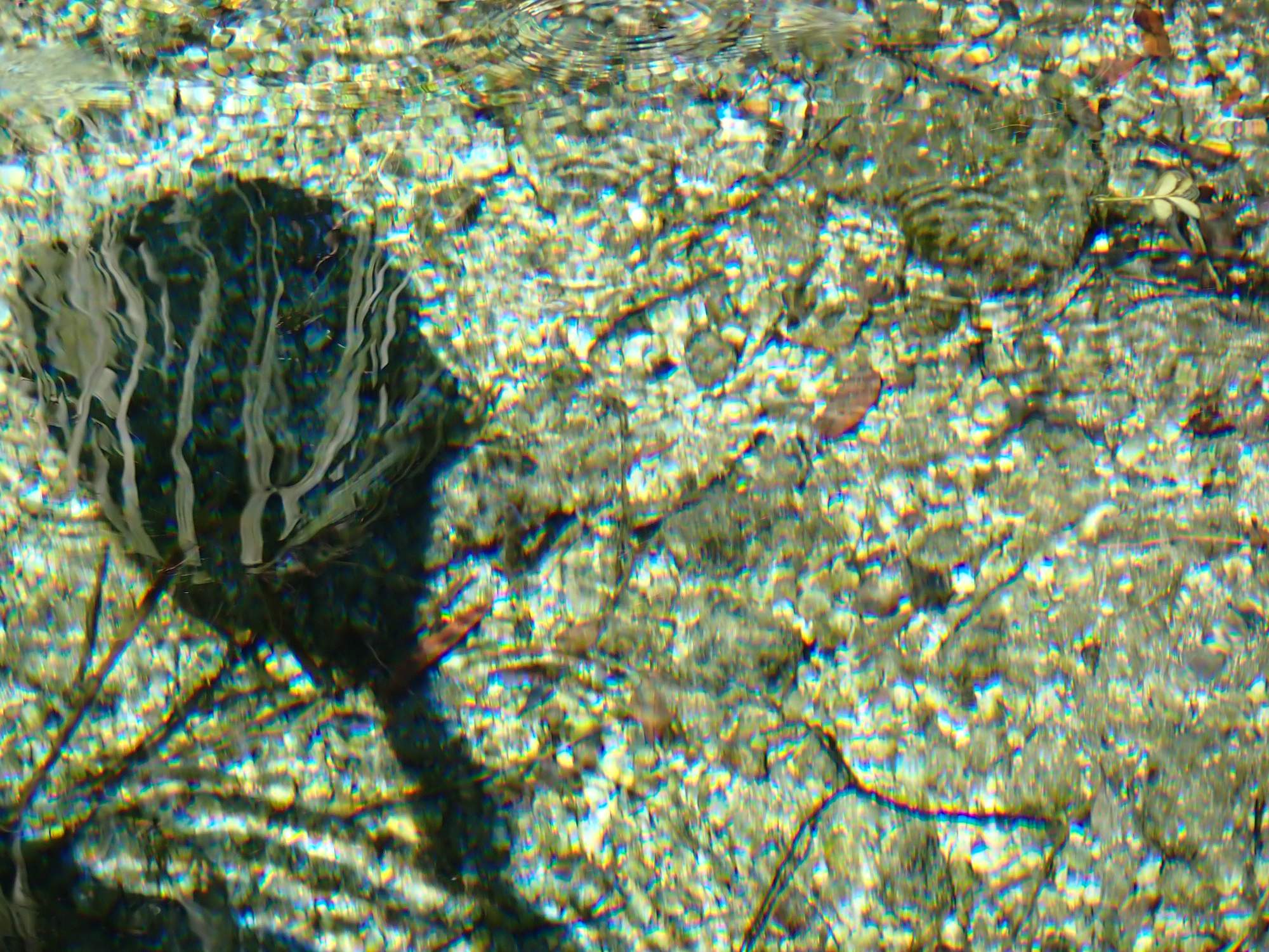 Solve Shadow jigsaw puzzle online with 475 pieces