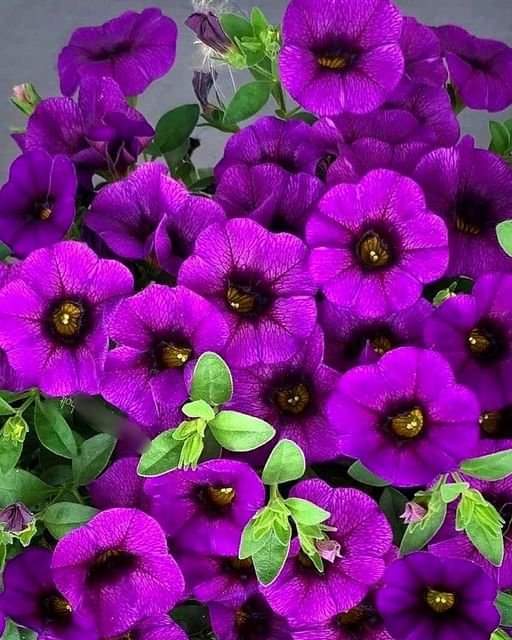 Solve Purple perfection jigsaw puzzle online with 20 pieces