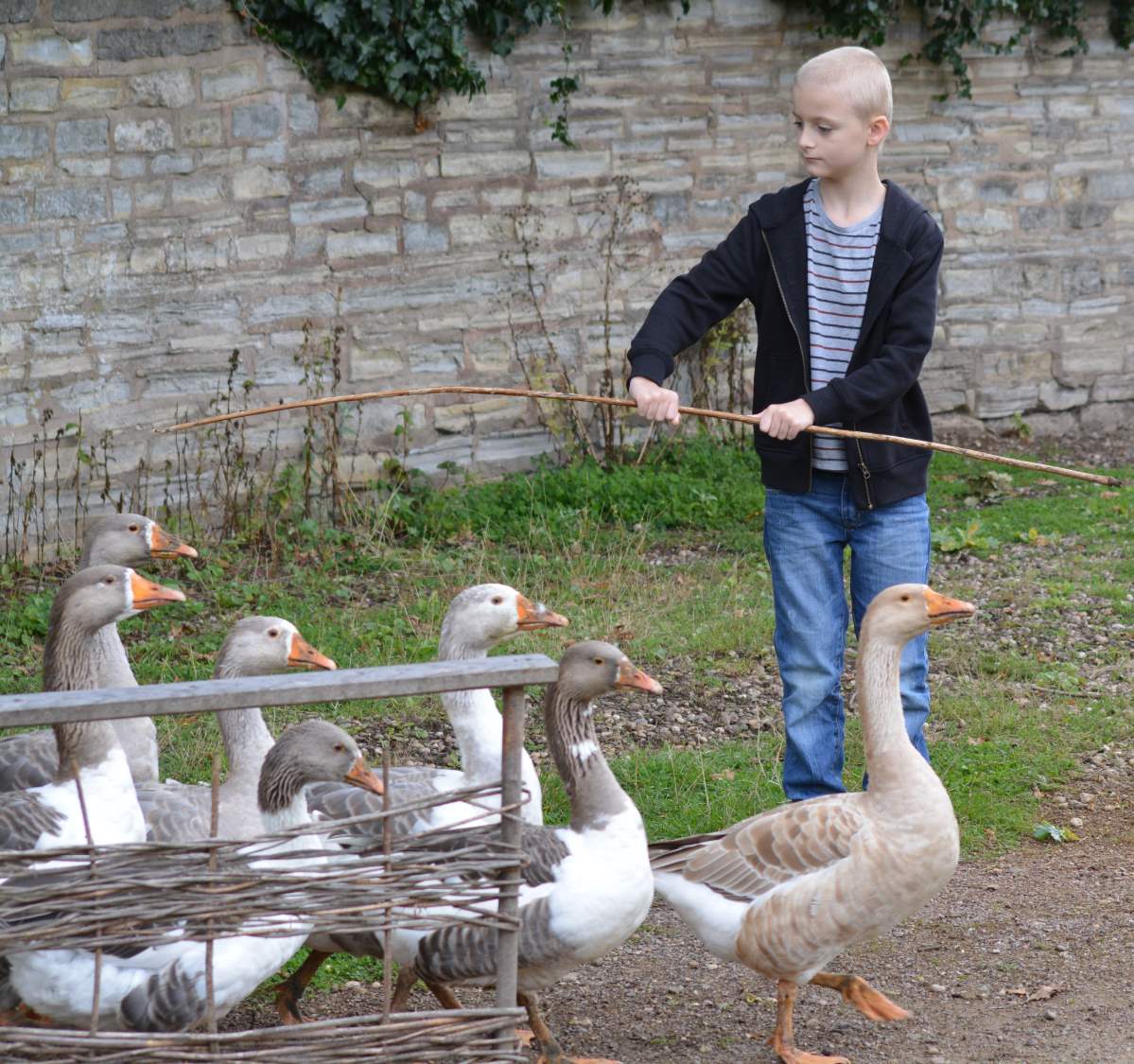 Solve Learning the art of goose herding jigsaw puzzle online with 49 pieces