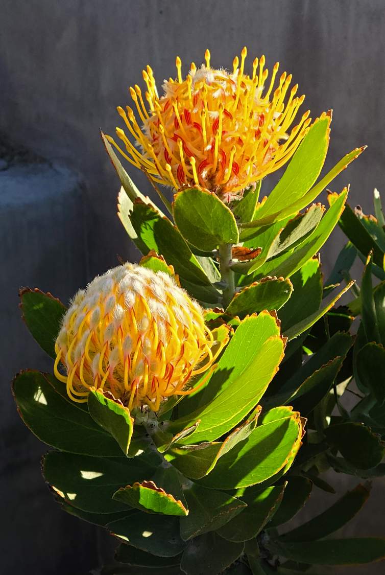 Solve Yellow Pin Cushion Protea jigsaw puzzle online with 24 pieces