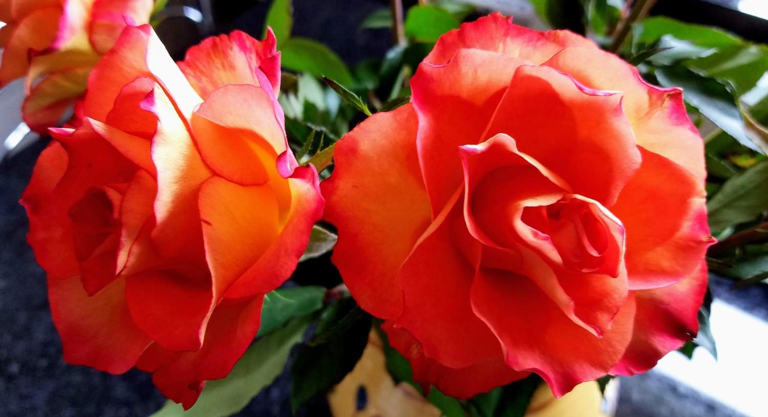 Solve Roses (4) jigsaw puzzle online with 50 pieces