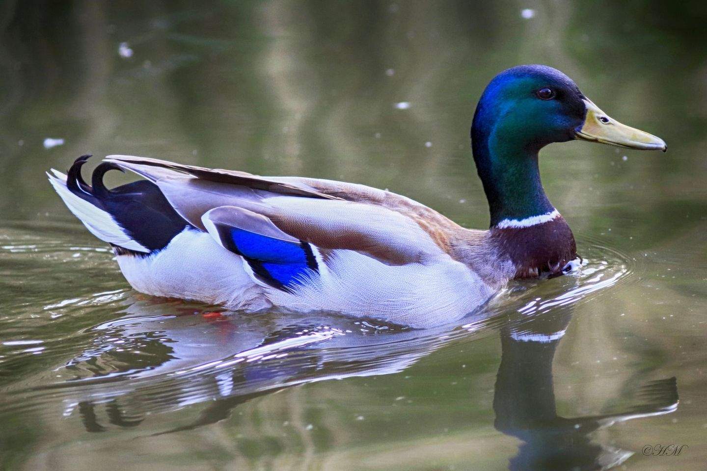 Solve A nice duck jigsaw puzzle online with 408 pieces