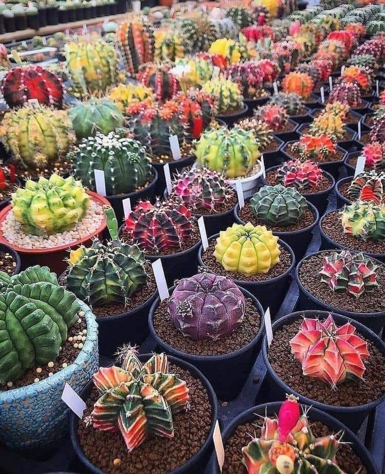 Solve Cacti galore jigsaw puzzle online with 195 pieces