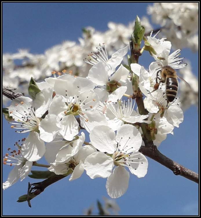 Solve Jaro, Spring jigsaw puzzle online with 9 pieces