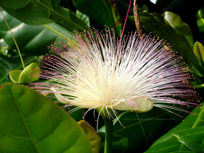 Solve Sea Poison Tree Flower (Barringtonia asiatica) jigsaw puzzle ...