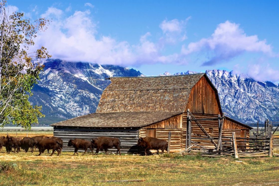 Solve A herd of buffalo roam around the T.A. Moulton Barn near Grand ...