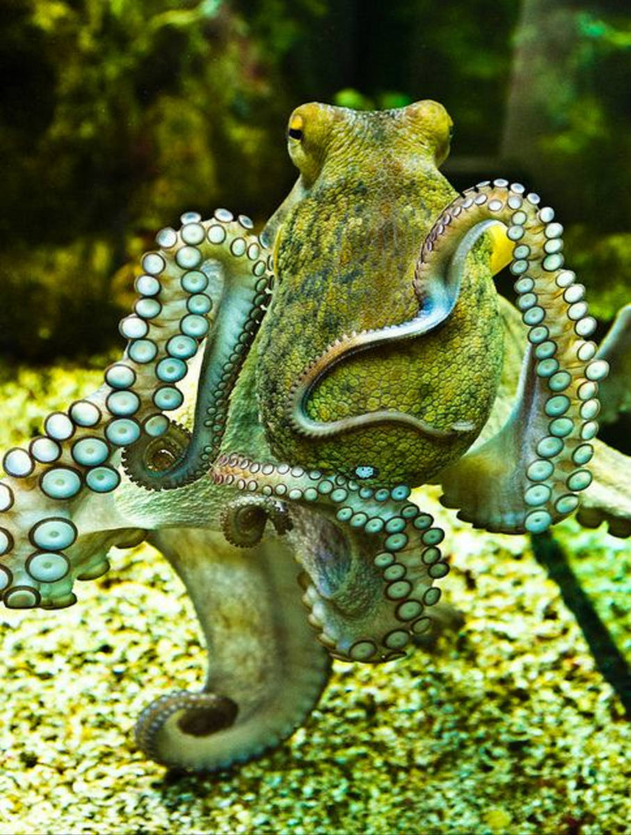 Solve octopus jigsaw puzzle online with 192 pieces
