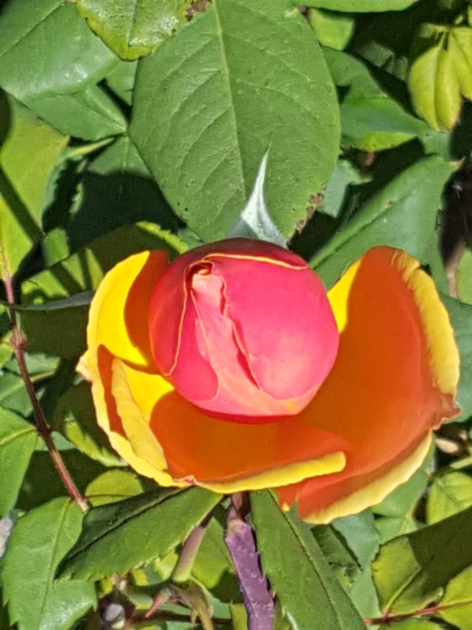 Solve Opening Rose jigsaw puzzle online with 80 pieces