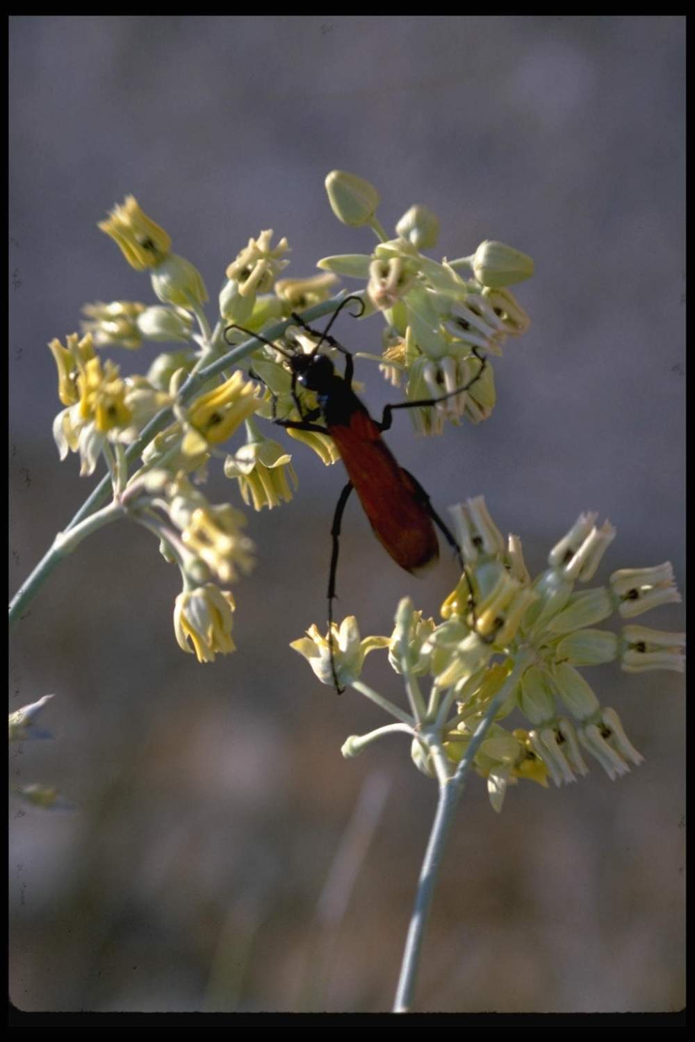 Solve Bug jigsaw puzzle online with 96 pieces