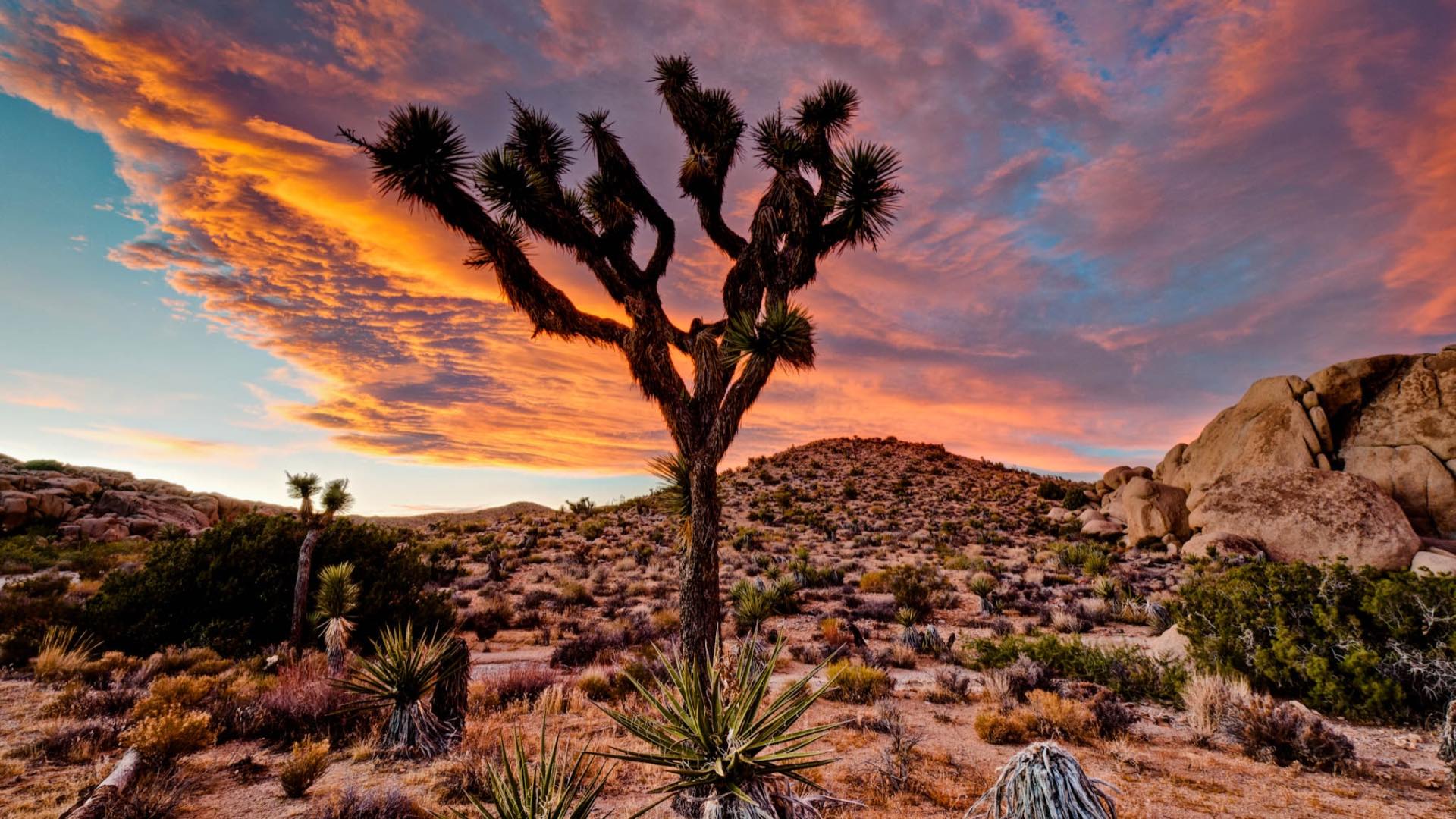 Solve Joshua-Tree-National-Park-1 jigsaw puzzle online with 350 pieces