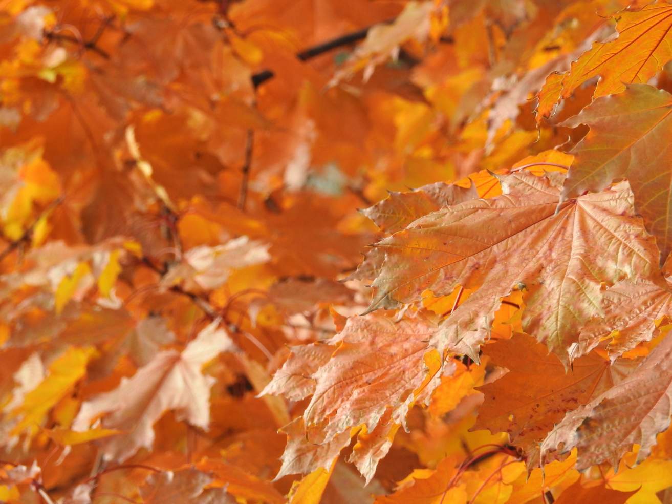 Solve Maple Leaves jigsaw puzzle online with 30 pieces
