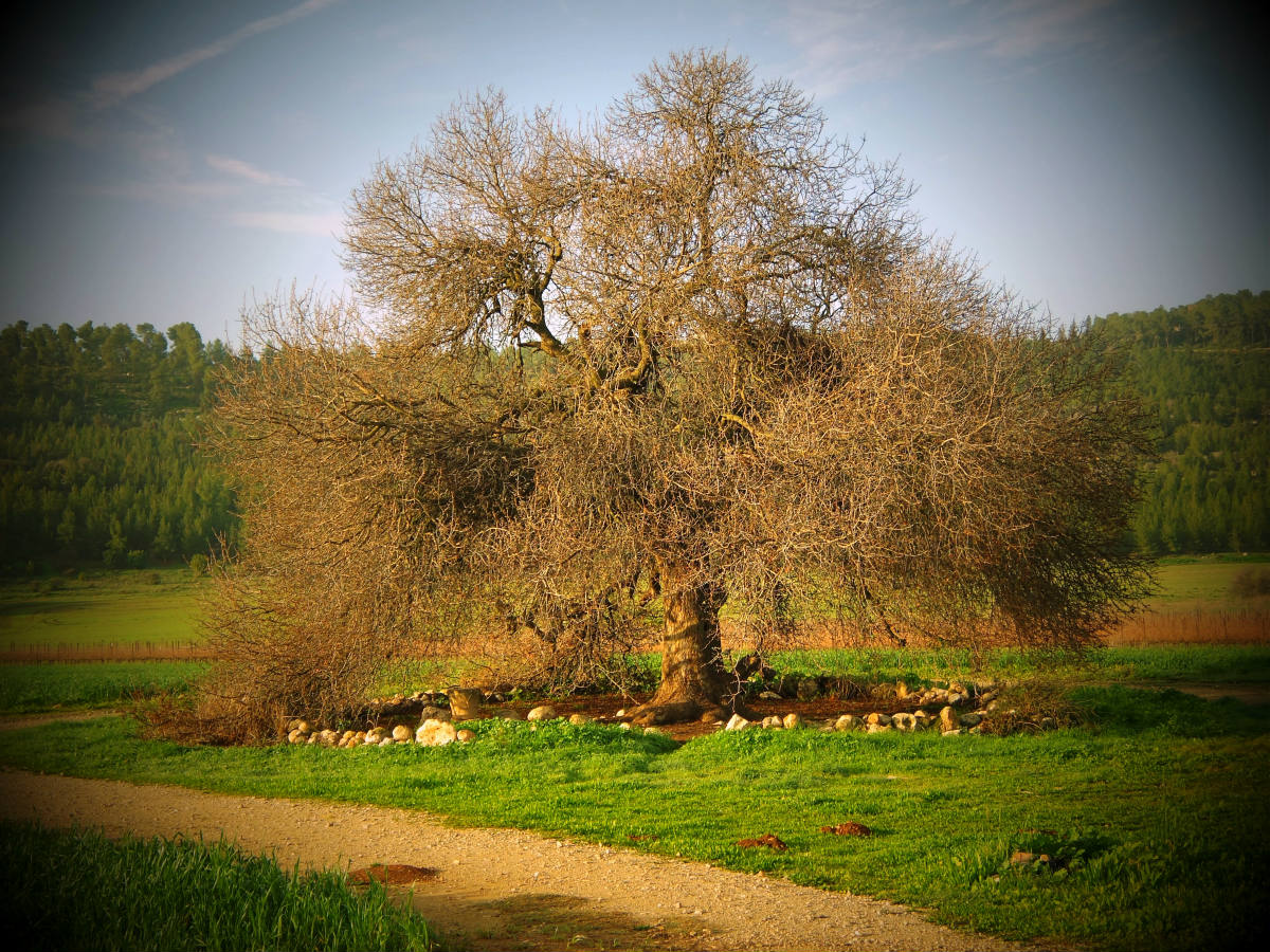 Solve Terebinth tree (Pistacia atlantica) in the Valley of Elah, Israel ...