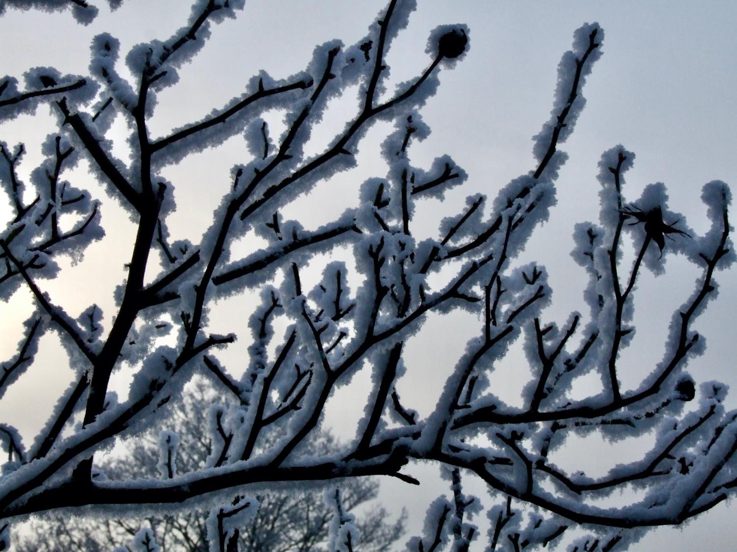 Solve Twigs jigsaw puzzle online with 99 pieces