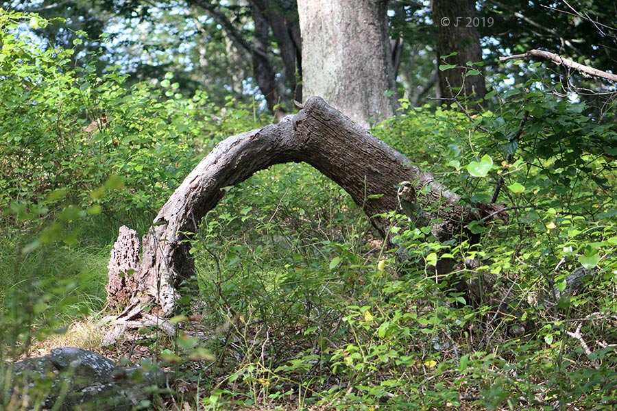 Solve Arch of a fallen tree jigsaw puzzle online with 35 pieces