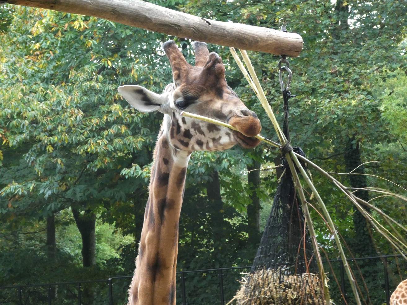 Jigsaw Puzzle | Young giraffe. Visiting Ouwehands Dierenpark, Zoo ...