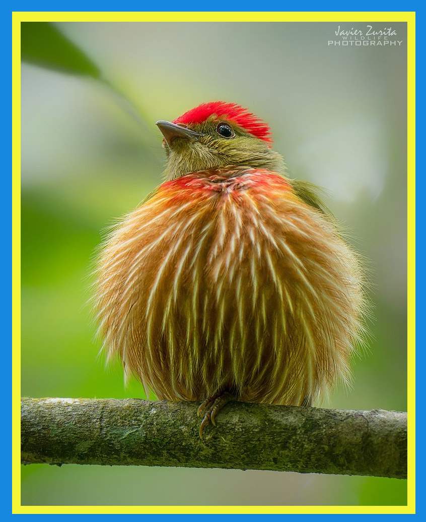 Jigsaw Puzzle | Striolated Manakin_ | 72 pieces | Jigidi