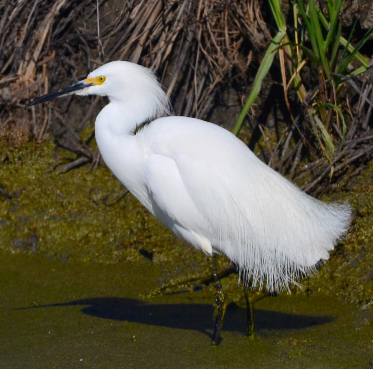 Solve egret jigsaw puzzle online with 169 pieces