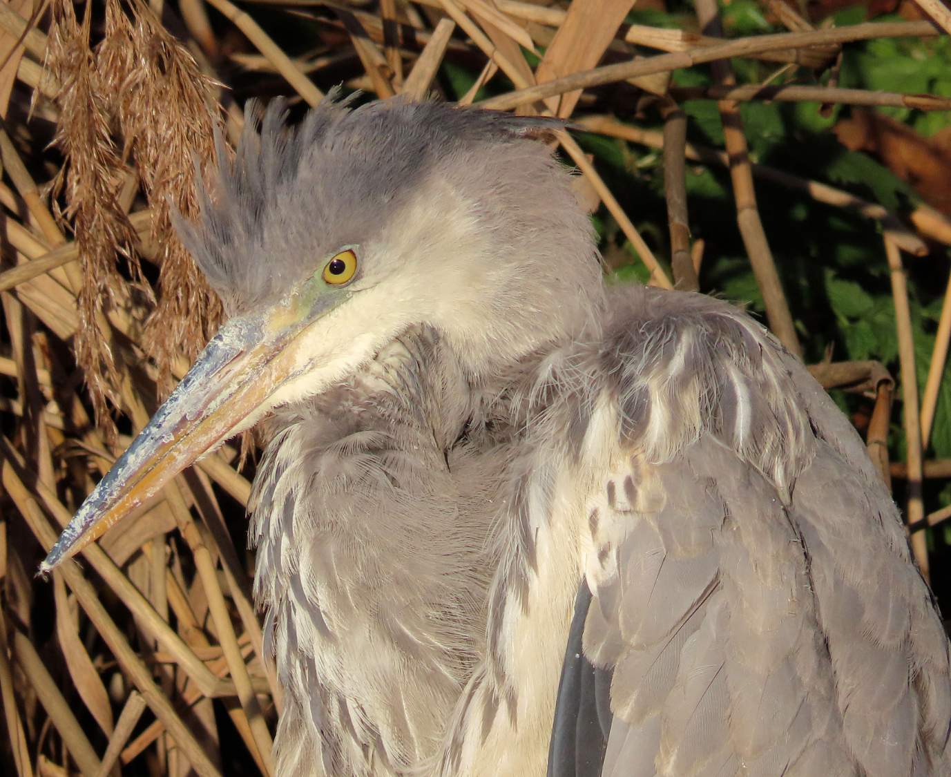 Solve young great blue heron (jonge reiger) jigsaw puzzle online with ...