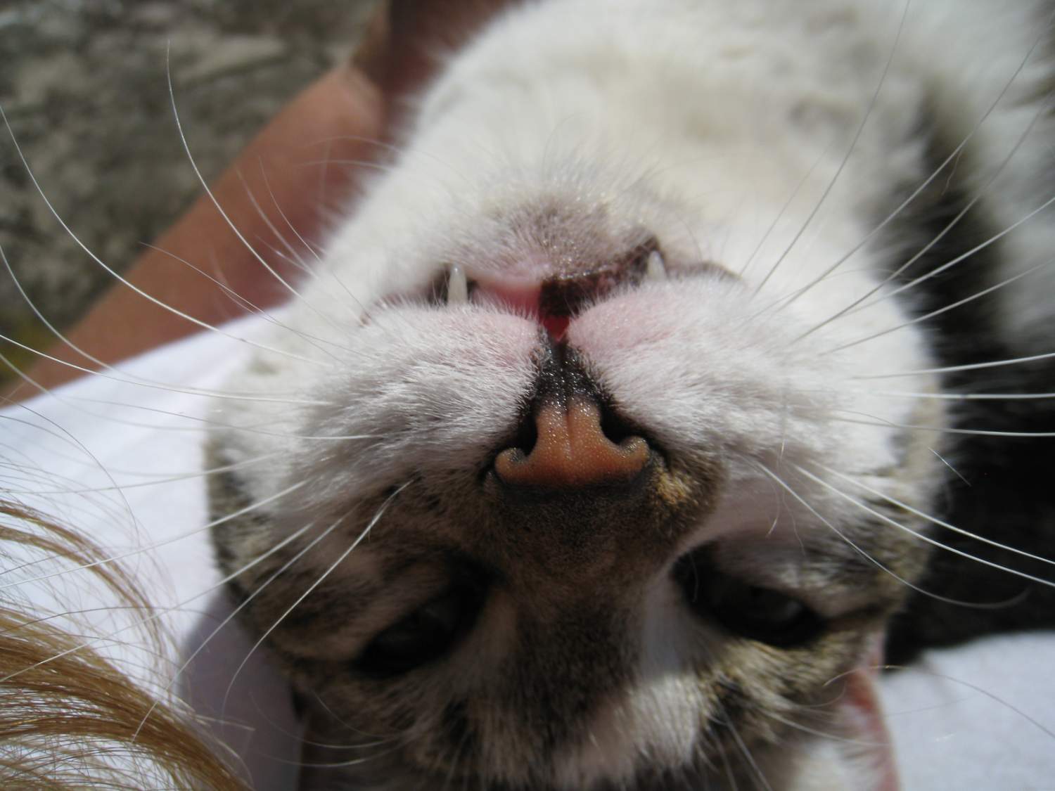 Solve Zip-purrrr jigsaw puzzle online with 88 pieces