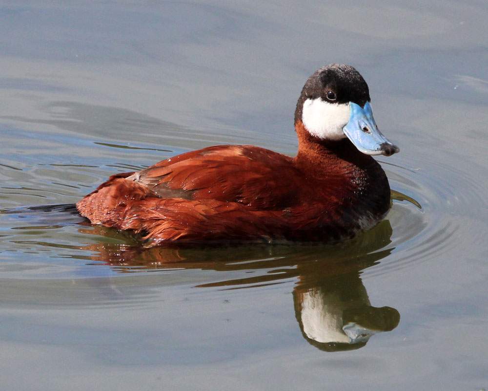 Solve Male Ruddy Duck in Breeding Colors, Santee Lakes, Santee ...