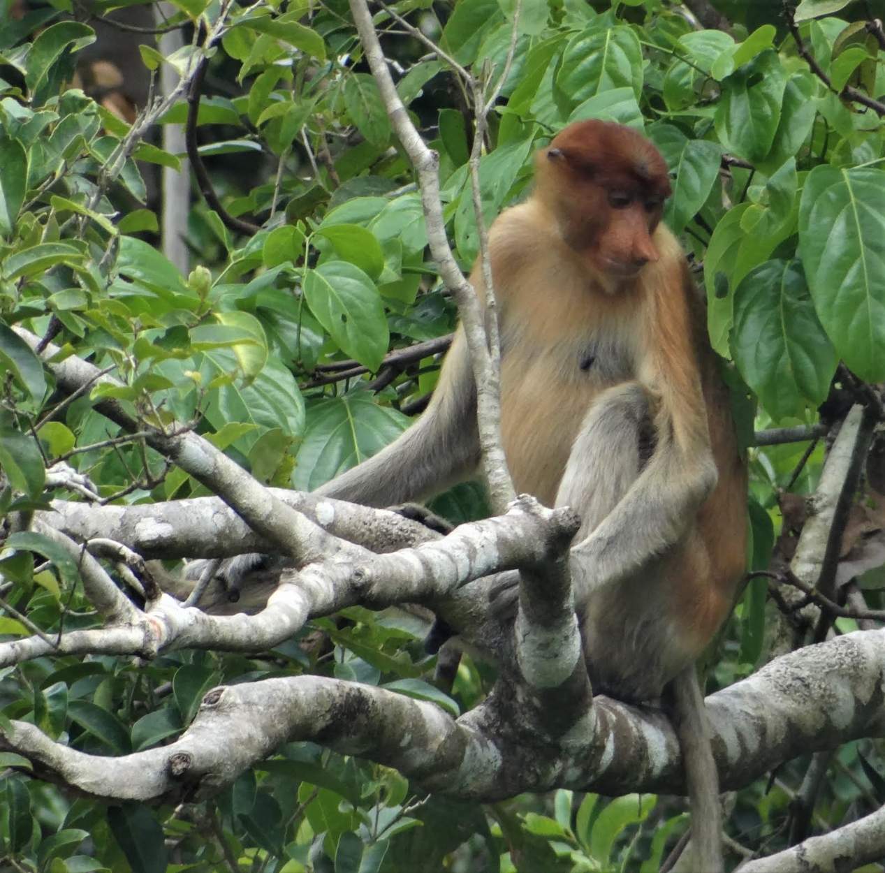 Solve Female Proboscis Monkey. Sunny afternoon (before the evening mist) and I was able to catch ...