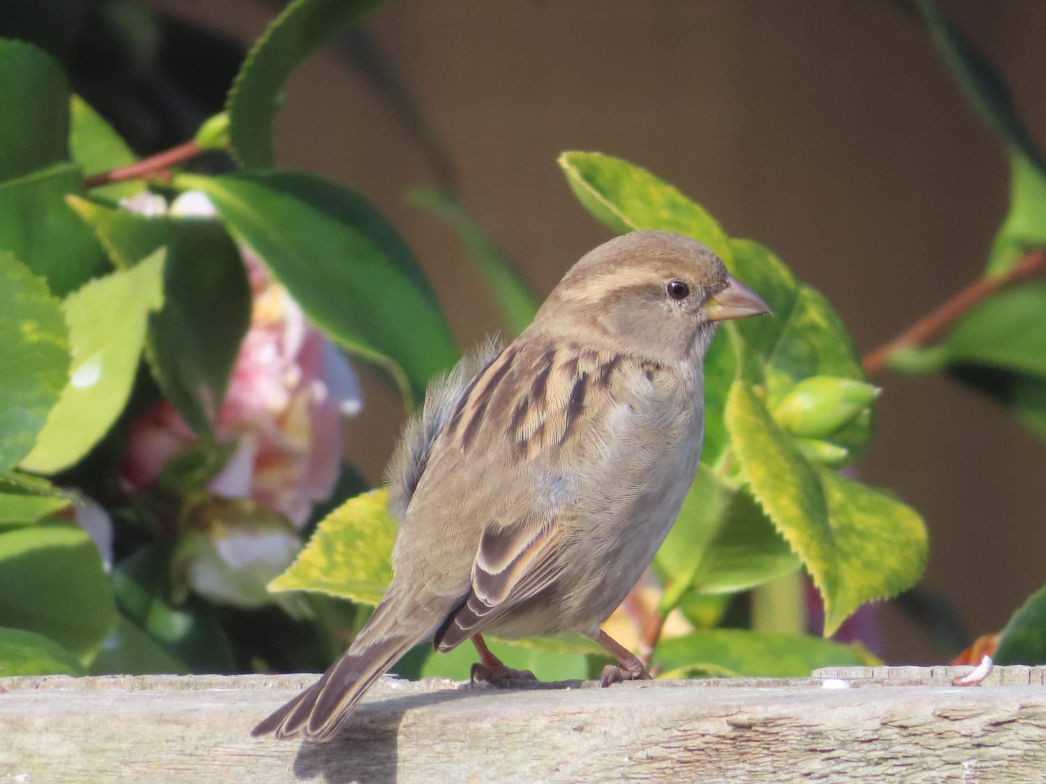 Solve Just one sparrow jigsaw puzzle online with 48 pieces