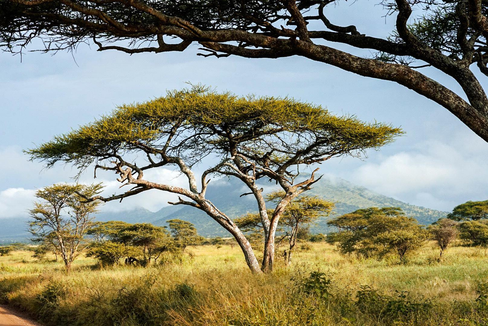 Solve Series - Trees jigsaw puzzle online with 117 pieces