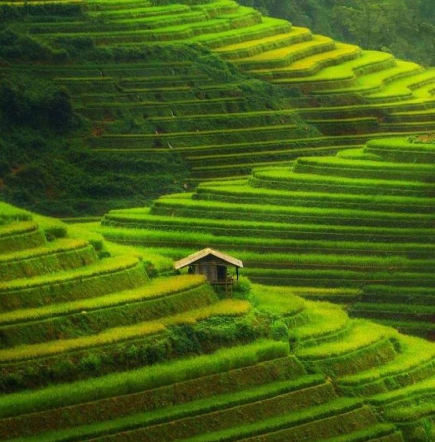 Solve Terraced rice fields in Vietnam jigsaw puzzle online with 600 pieces